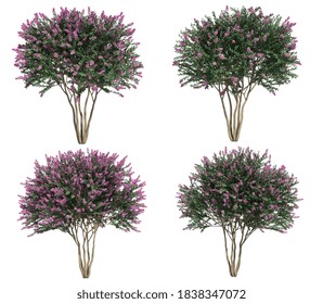 3d Rendering Crepe Myrtle Tree Work Stock Illustration 1838347072 ...