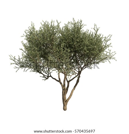 3 D Rendering Fruitless Olive Tree Stock Illustration 570435697 ...