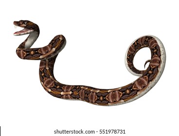 Mealworm Superworm Larvae On White Background 스톡 사진 1271670025 ...
