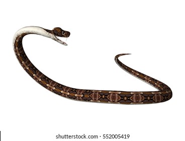 3d Rendering Gaboon Viper Bitis Gabonica 스톡 일러스트 552005419 | Shutterstock