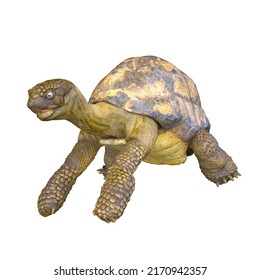 1,724 Tortoise gaming Images, Stock Photos & Vectors | Shutterstock