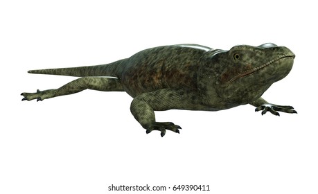 21 Chuckwalla Stock Illustrations, Images & Vectors | Shutterstock