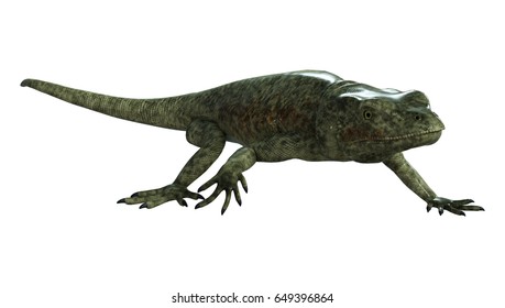 21 Chuckwalla Stock Illustrations, Images & Vectors | Shutterstock