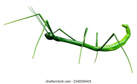 2,983 Stick bug Stock Illustrations, Images & Vectors | Shutterstock