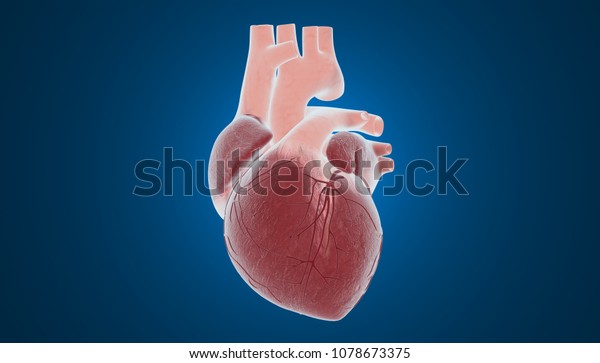 3d Rendering Heart Stock Illustration 1078673375 | Shutterstock