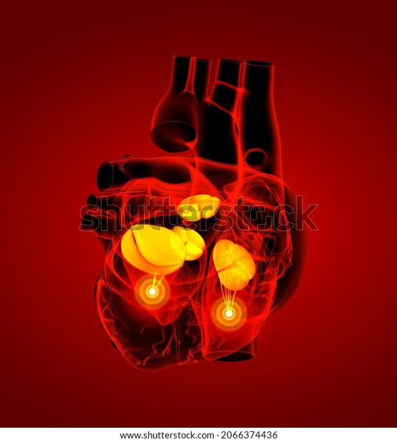 3d Rendering Heart Valve Side View Stock Illustration 2066374436 ...
