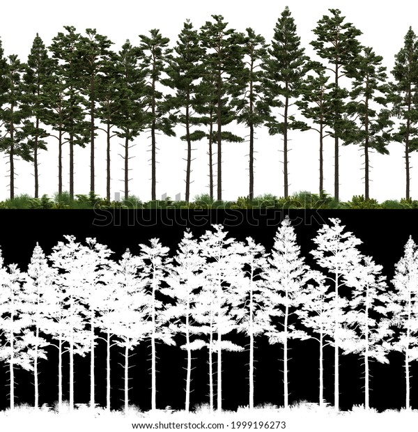 3d Rendering Horizon Pine Trees Line Stock Illustration 1999196273 ...