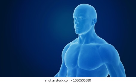 3d Rendering Human Body Stock Illustration 1050535580 | Shutterstock