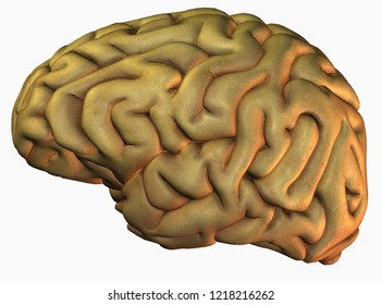 3d Rendering Human Brain Isolated Stock Illustration 1218216262 ...