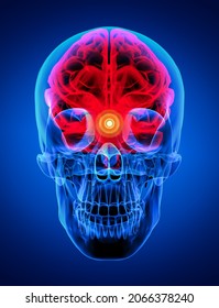 3d Rendering Human Brain X Ray Stock Illustration 2066378240 | Shutterstock