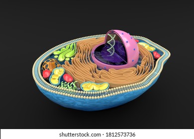 3d Rendering Human Cell Cross Section Stock Illustration 1812573736 ...