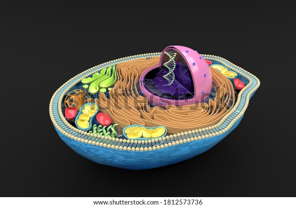 3d Rendering Human Cell Cross Section Stock Illustration 1812573736 ...