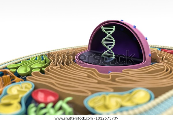 3d Rendering Human Cell Cross Section Stock Illustration 1812573739 ...