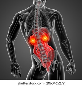 3d Rendering Human Digestive System Back Stock Illustration 2063465279 ...