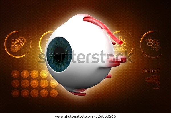 3d Rendering Human Eye Dissection Anatomy Stock Illustration 526053265 ...