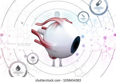 3d Rendering Human Eye Structure Stock Illustration 1058454383