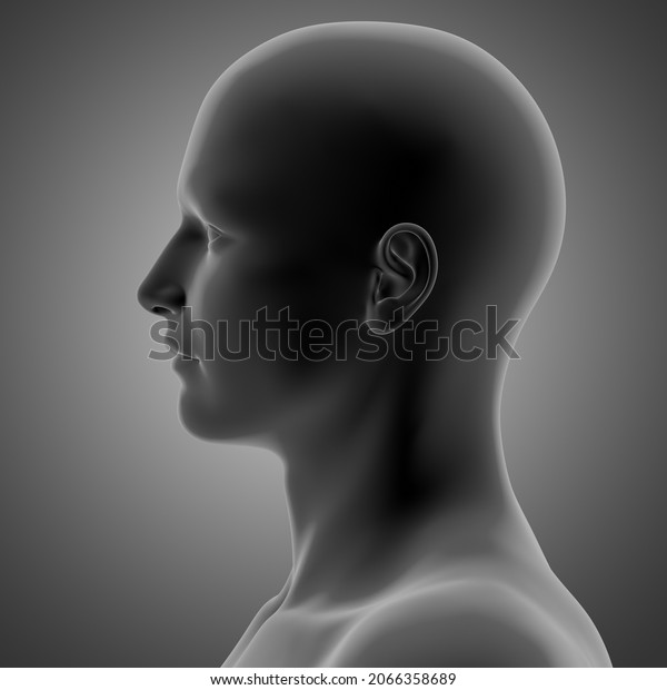 3d Rendering Human Face Anatomy Stock Illustration 2066358689 ...