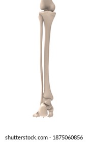 Human Tibia Human Anatomy Vector Outline Stock Vector (Royalty Free ...