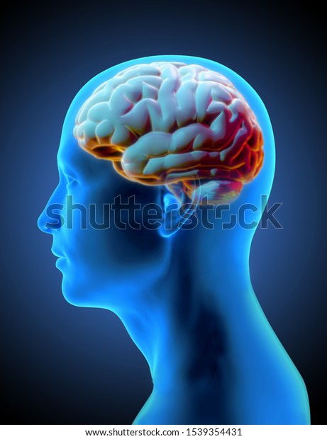 3d Rendering Human Head Side View 스톡 일러스트 1539354431 | Shutterstock