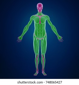 3d Rendering Human Muscle Stock Illustration 748065427 | Shutterstock