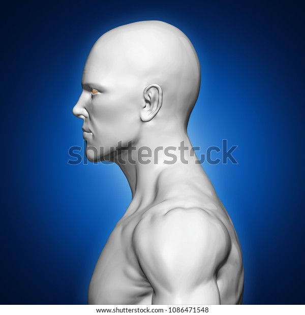 3d Rendering Human Muscle Gray Shade Stock Illustration 1086471548