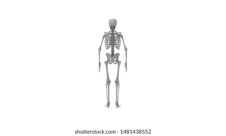 3d Rendering Human Skeleton Isolated On Stock Illustration 1481438552 ...