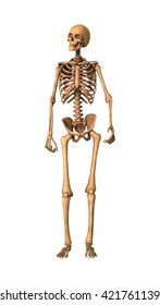 Human Skeleton Full Growth Detailed Anatomy Stock Vector (Royalty Free ...