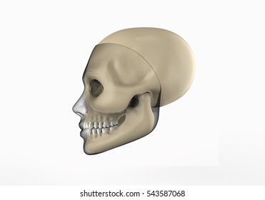 3d Rendering Human Skull Stock Illustration 543587068 | Shutterstock