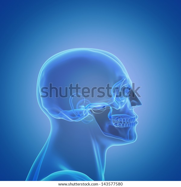 3d Rendering Human Skull Stock Illustration 143577580