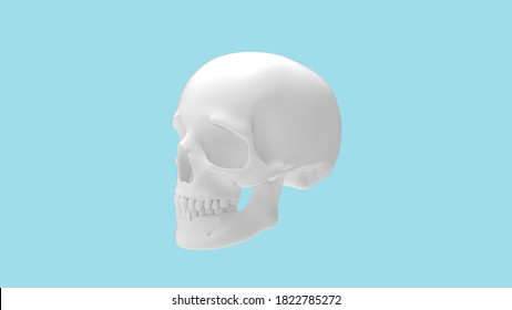 131,465 Face bone Images, Stock Photos & Vectors | Shutterstock