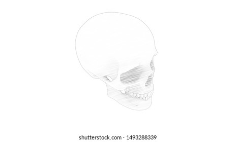 3d Rendering Human Skull Isolated White Stock Illustration 1493288339 ...