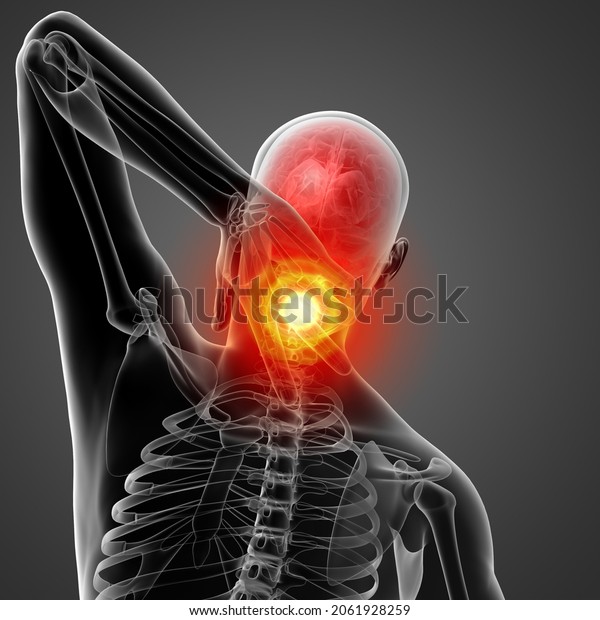 3d Rendering Human Skull Upper Half Stock Illustration 2061928259 ...