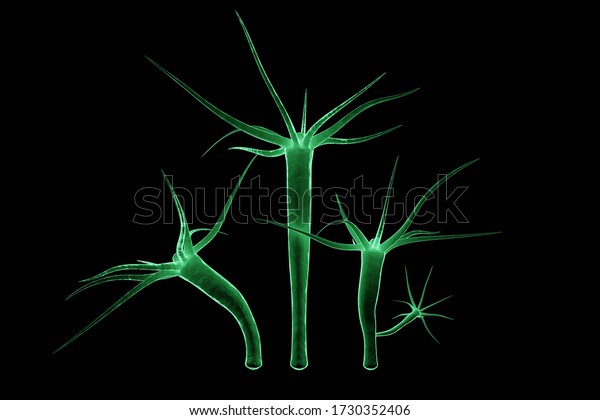 3d Rendering Hydra Genus Small Freshwater Stock Illustration 1730352406