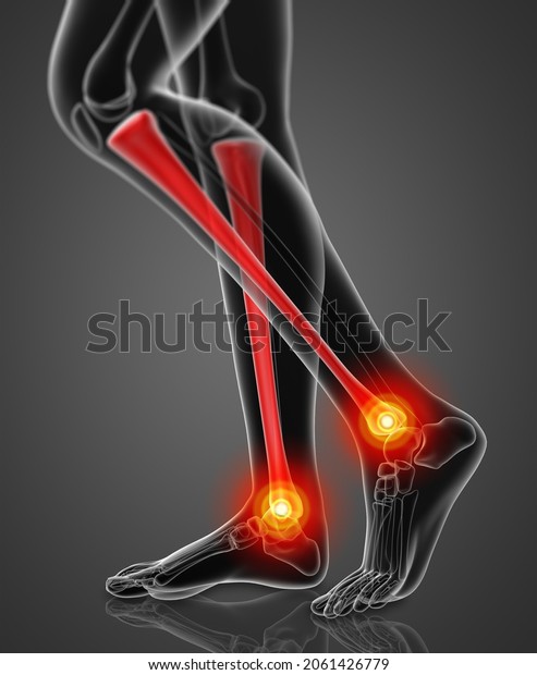 3d Rendering Illustation Female Tibia Bone Stock Illustration ...