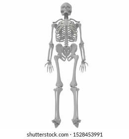 Skeleton Shows Middle Finger Vector Illustration Stock Vector (Royalty ...