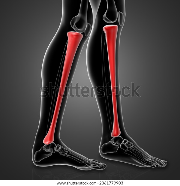 3d Rendering Illustration Female Tibia Bone Stock Illustration ...