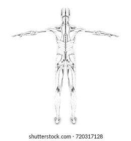 Fat Skeleton Wide Bone Fat Man Stock Illustration 1956772408 | Shutterstock