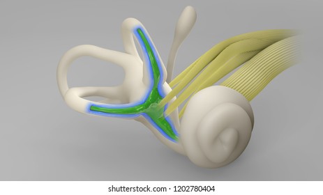 6 Otic capsule Images, Stock Photos & Vectors | Shutterstock