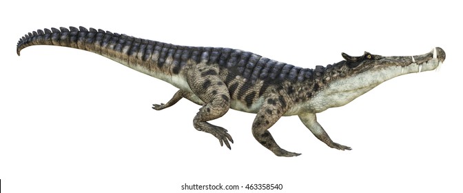 Ilustrasi Stok Illustration Comparison Size Adult Suchomimus Dinosaur ...