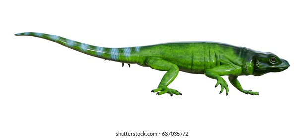 21 Chuckwalla Stock Illustrations, Images & Vectors | Shutterstock