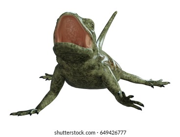 21 Chuckwalla Stock Illustrations, Images & Vectors | Shutterstock
