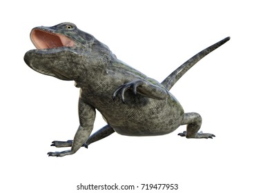 21 Chuckwalla Stock Illustrations, Images & Vectors | Shutterstock