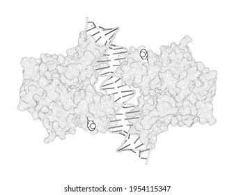 3d Rendering Line Drawing Biological Molecule Stock Illustration ...