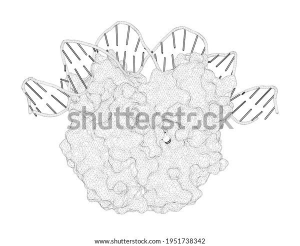 3d Rendering Line Drawing Biological Molecule Stock Illustration ...