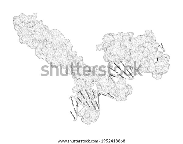 3d Rendering Line Drawing Biological Molecule Stock Illustration ...