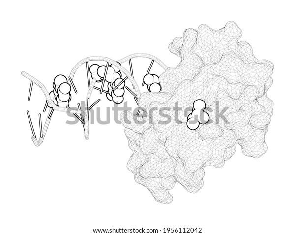 3d Rendering Line Drawing Biological Molecule Stock Illustration ...