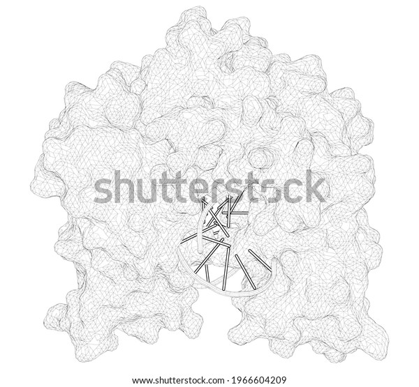 3d Rendering Line Drawing Biological Molecule Stock Illustration ...