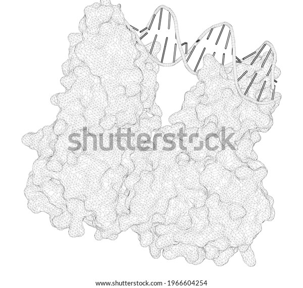 3d Rendering Line Drawing Biological Molecule Stock Illustration ...