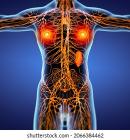 3d Rendering Lymphatic System Front View Stock Illustration 2066384462 ...