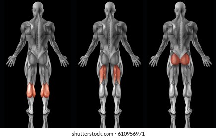3d Rendering Muscles Localization Calf Back Stock Illustration ...